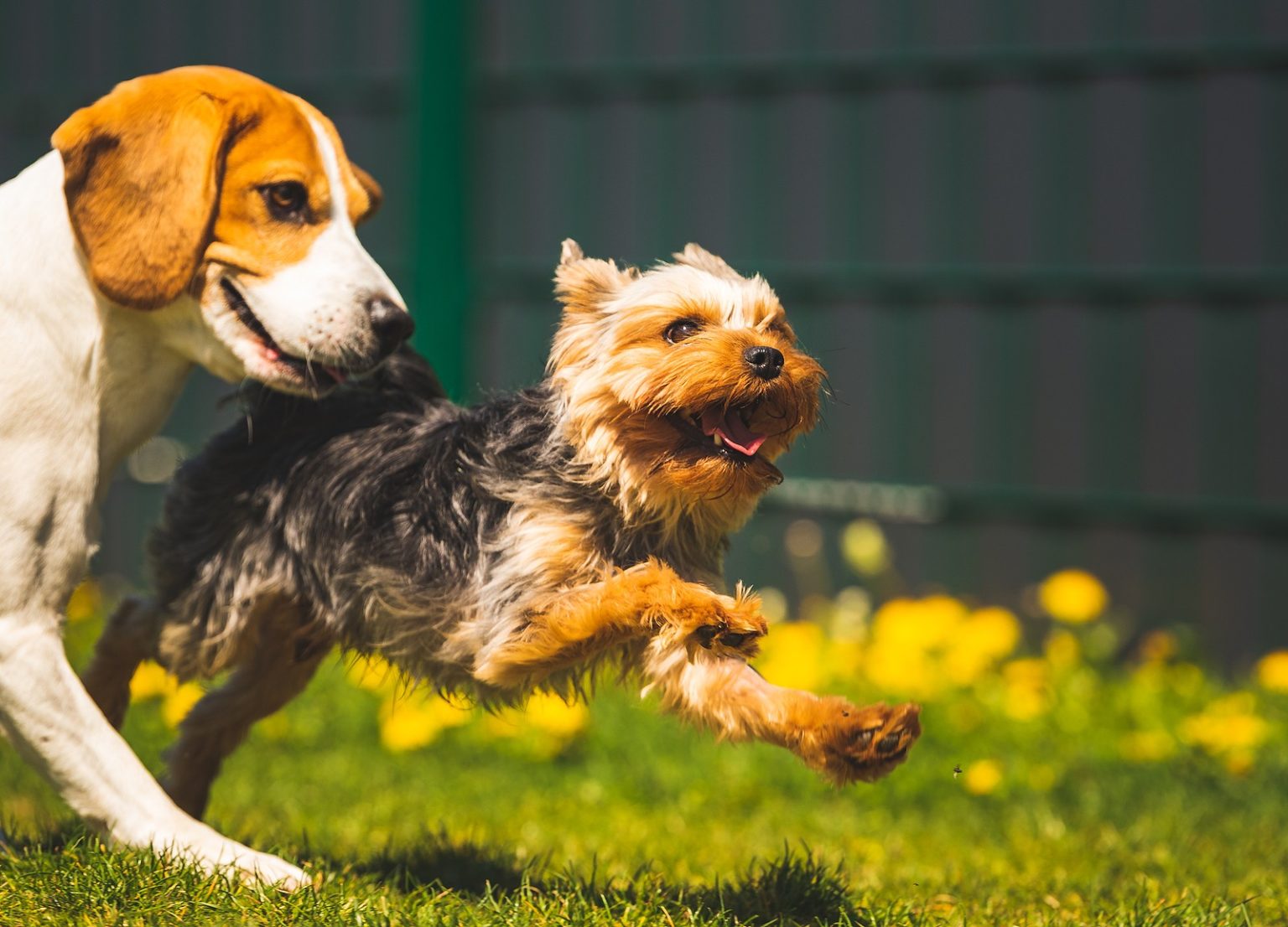 Bend's 5 Best Dog Parks | Moving to Bend, Oregon