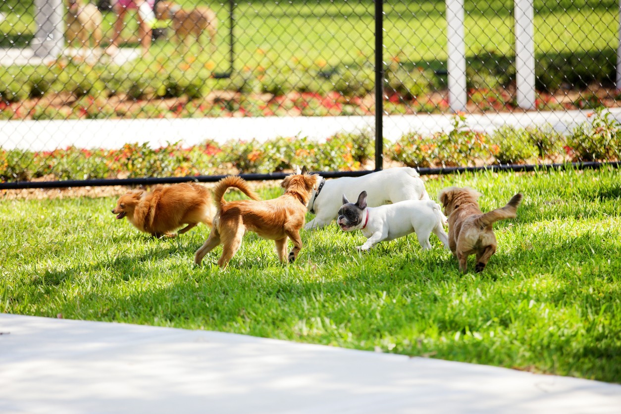 The Ultimate Guide to Dog Parks in Bend | Moving To Bend